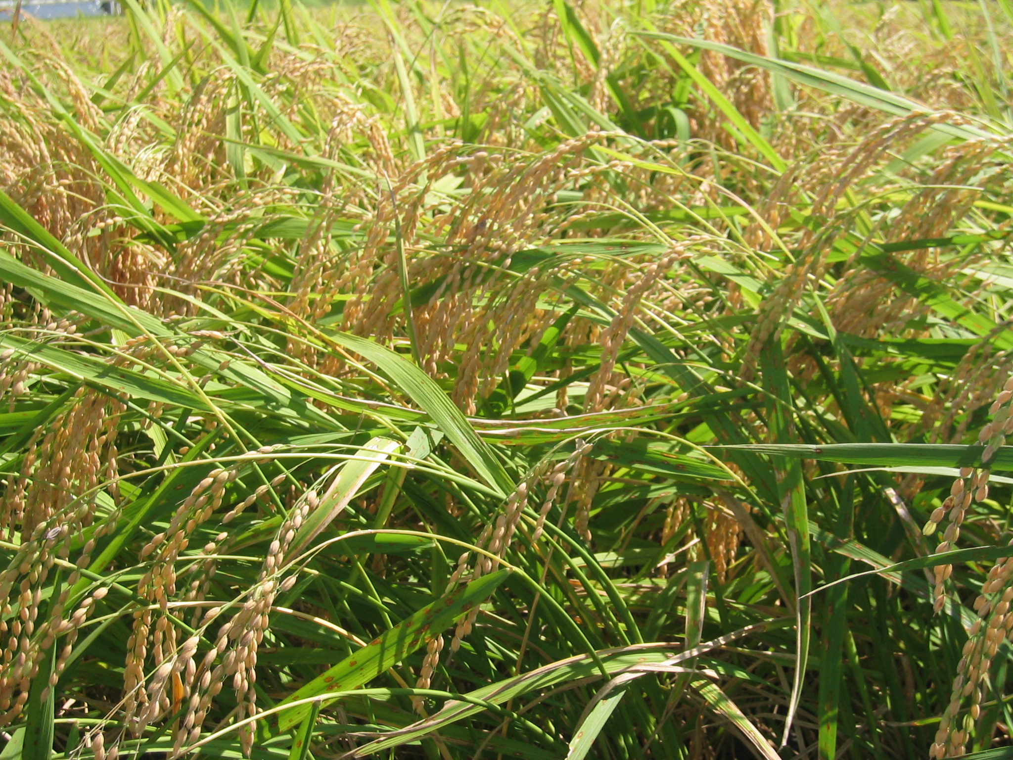 Wild Rice: Gohyakumangoku - Sake Revolution